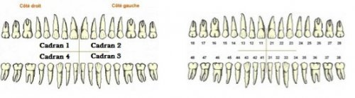 La nomenclature des dents - Cabinet Dentaire